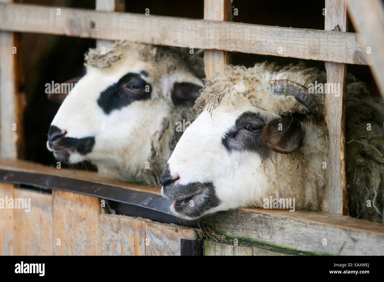 A close up of sheep locked up in a wooden stall Stock Photo - Alamy