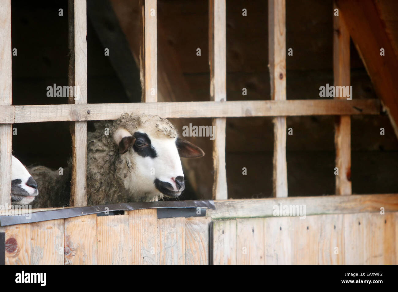 A close up of sheep locked up in a wooden stall Stock Photo - Alamy