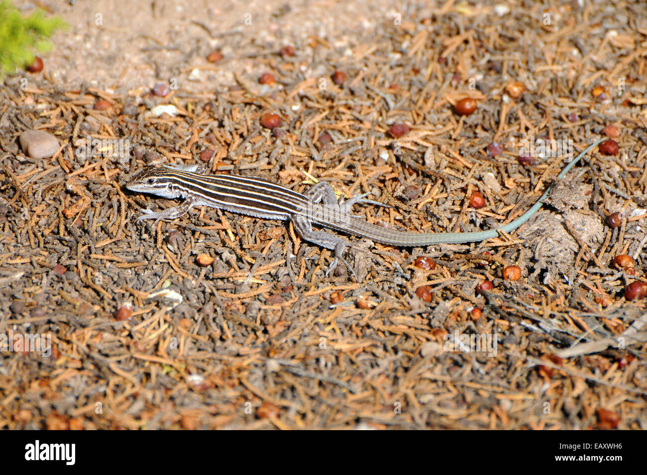 Neomexicanus hi-res stock photography and images - Alamy