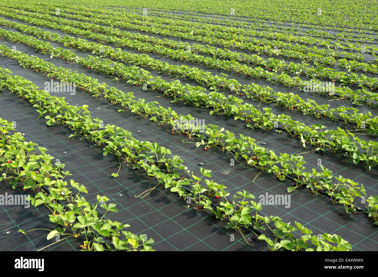 Rows of strawberry plants in a farm field Stock Photo - Alamy