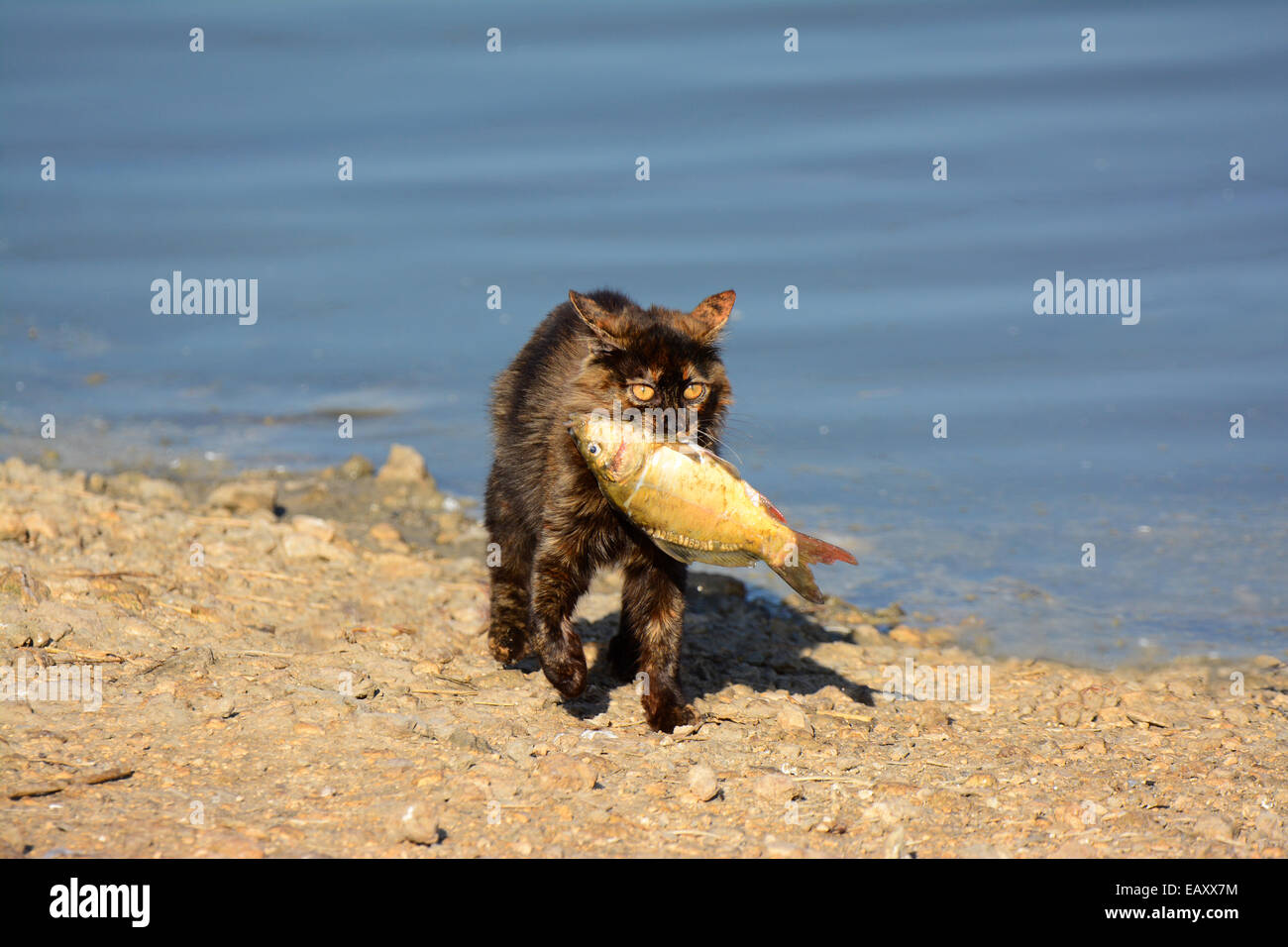 Cat Catching Fish