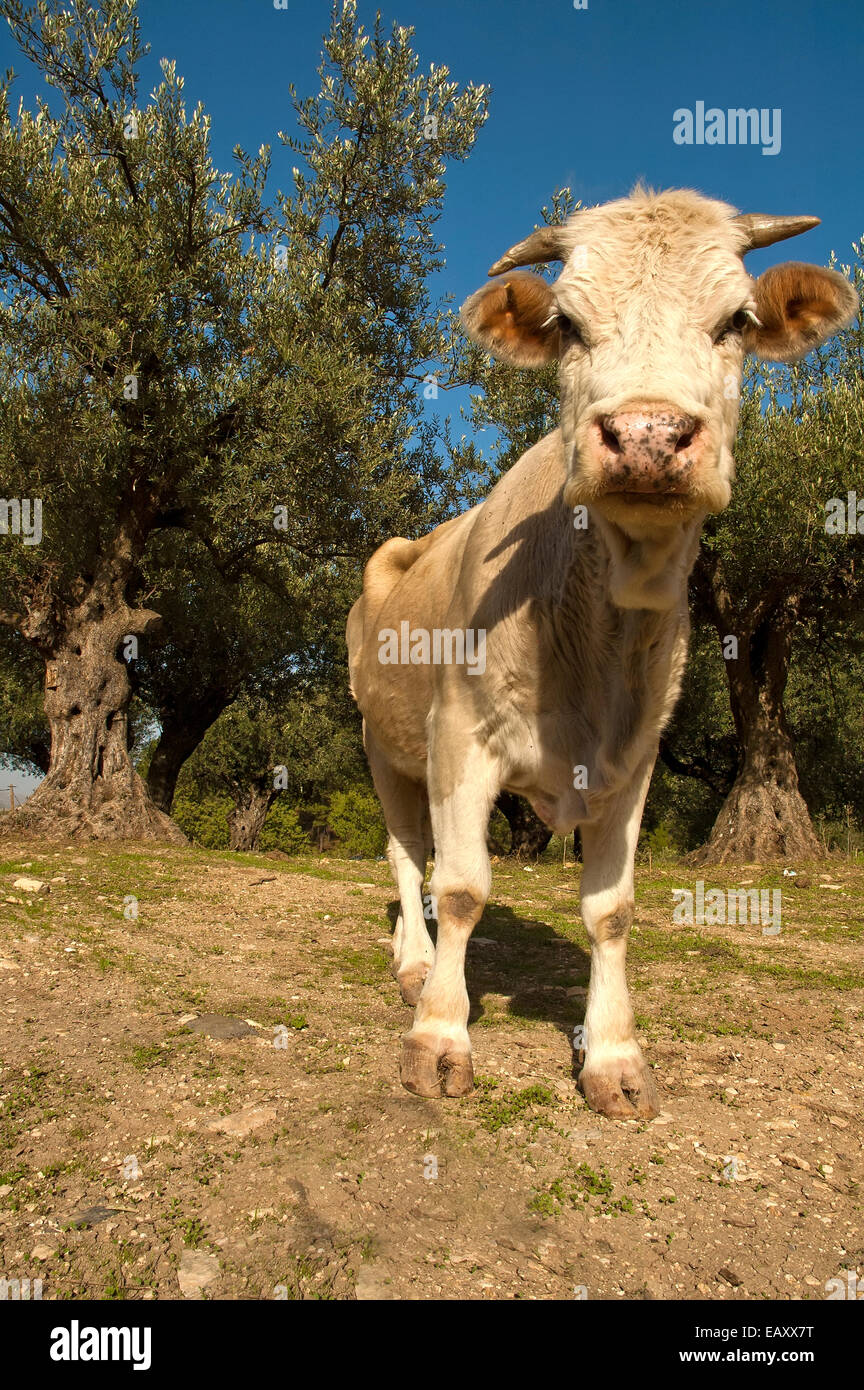 Cow front view hi-res stock photography and images - Alamy