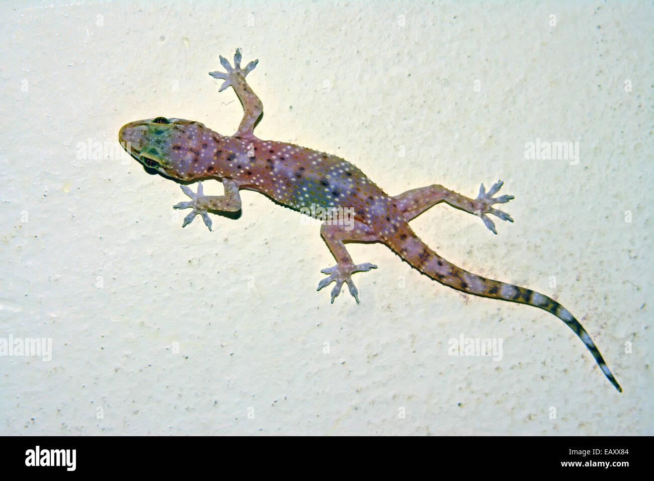 Gecko climbing hi-res stock photography and images - Alamy