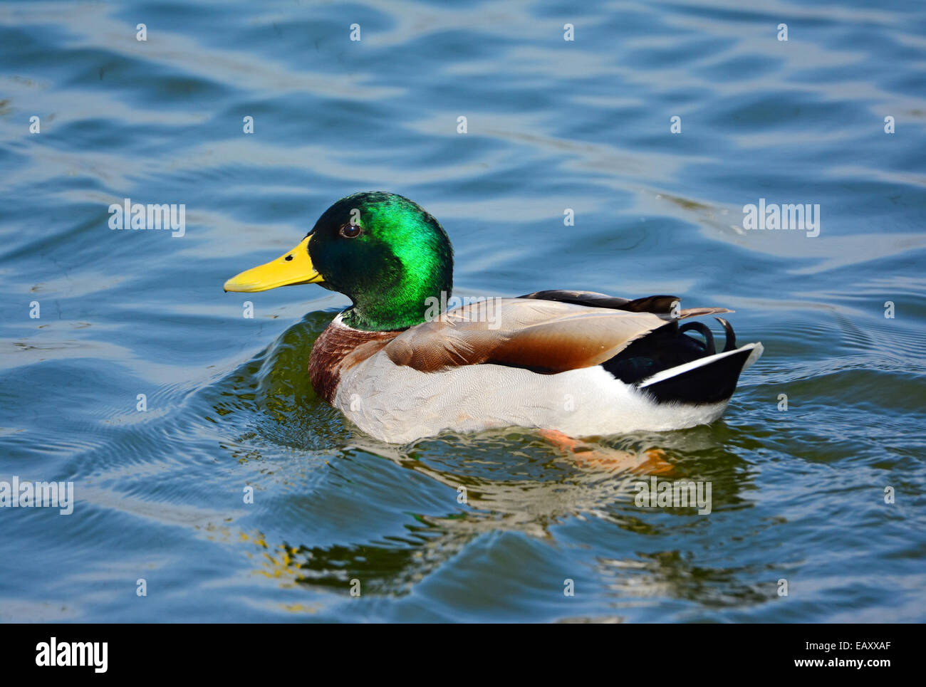 Mallard, male swimming Stock Photo - Alamy