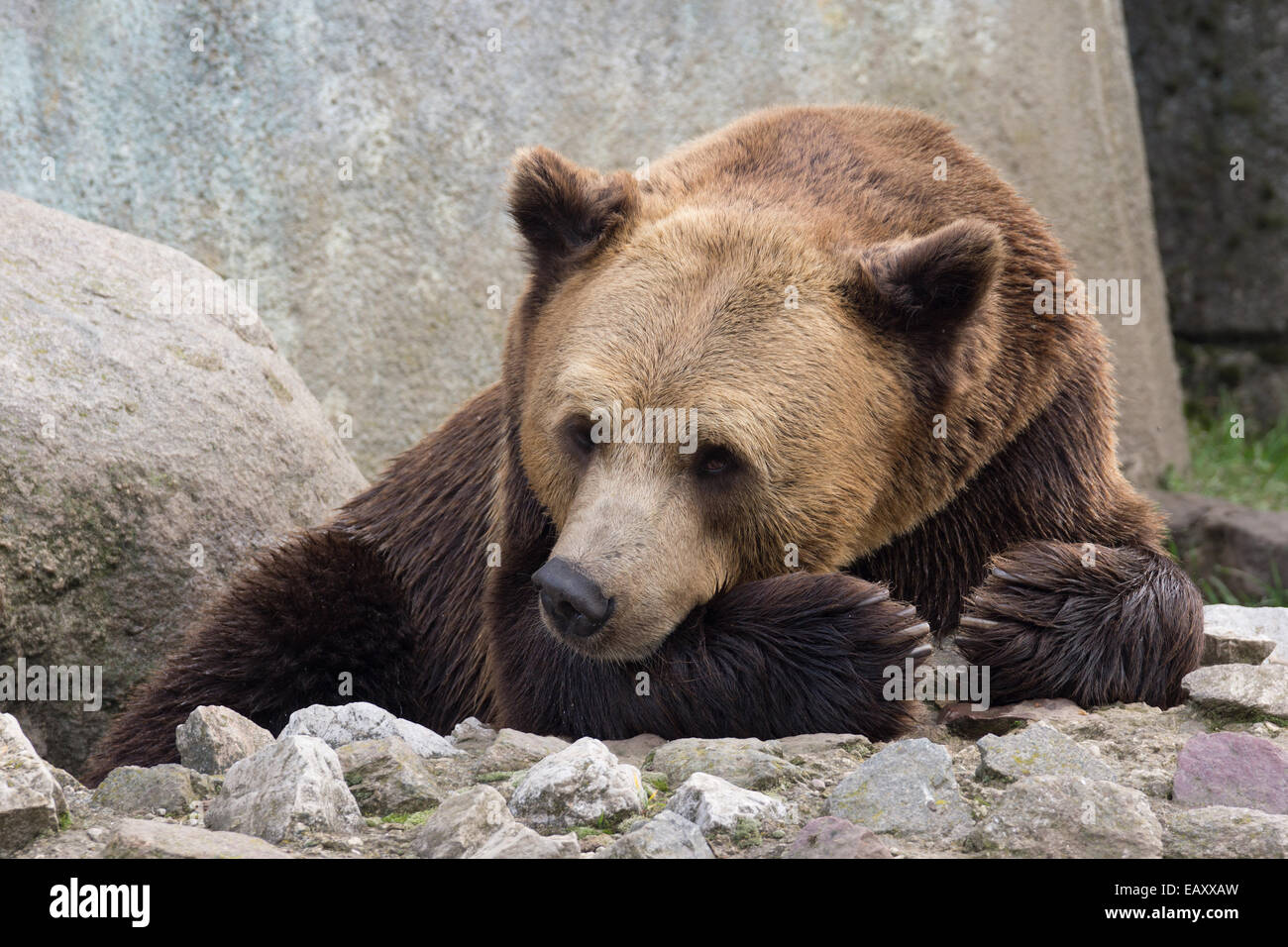 Brown bear resting on the rocks Stock Photo - Alamy