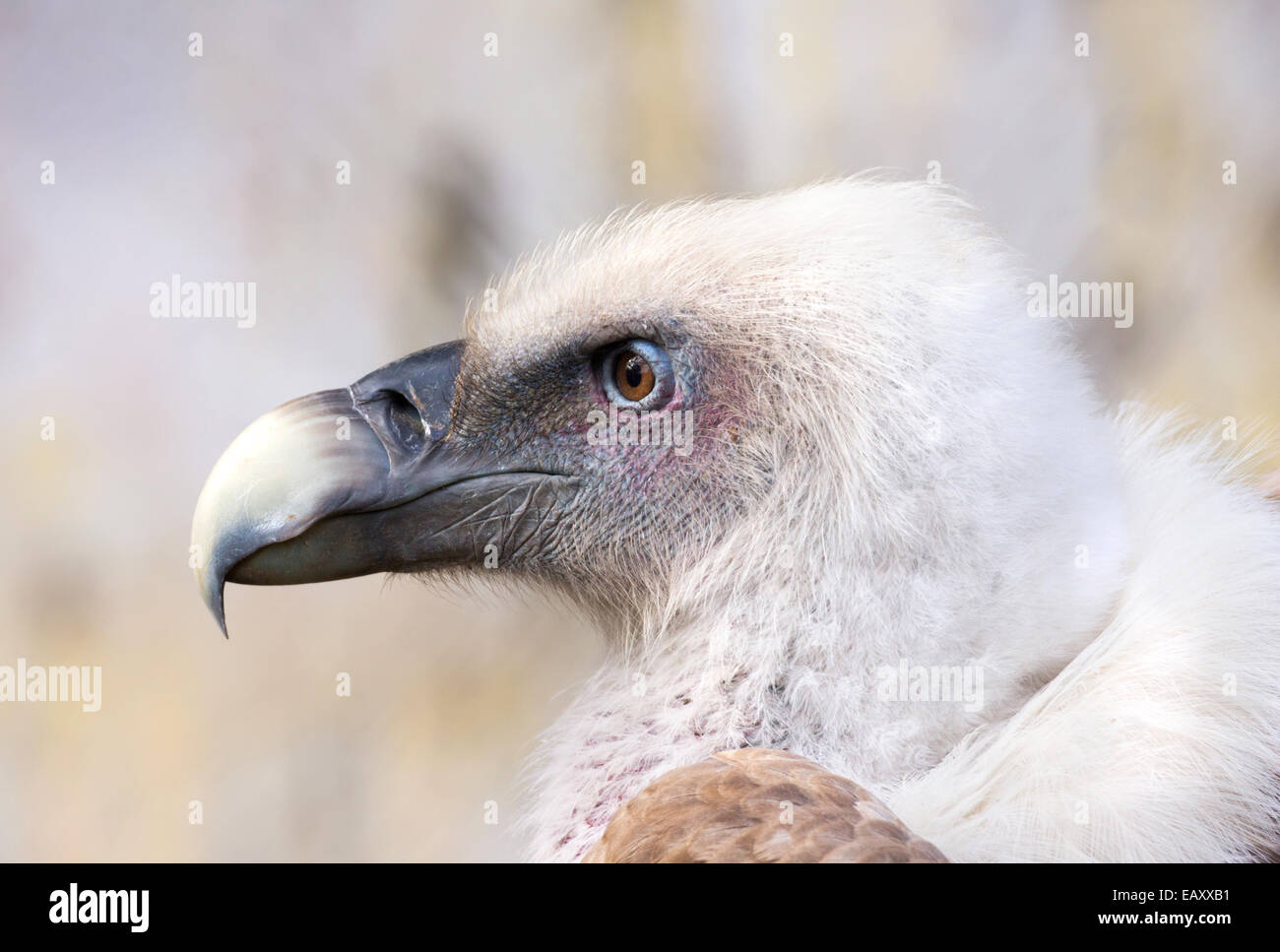 Close up of a Griffon vulture head Stock Photo - Alamy
