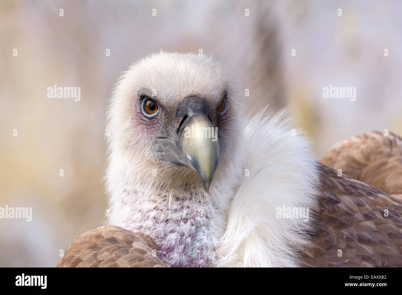 Vulture Head High Resolution Stock Photography and Images - Alamy