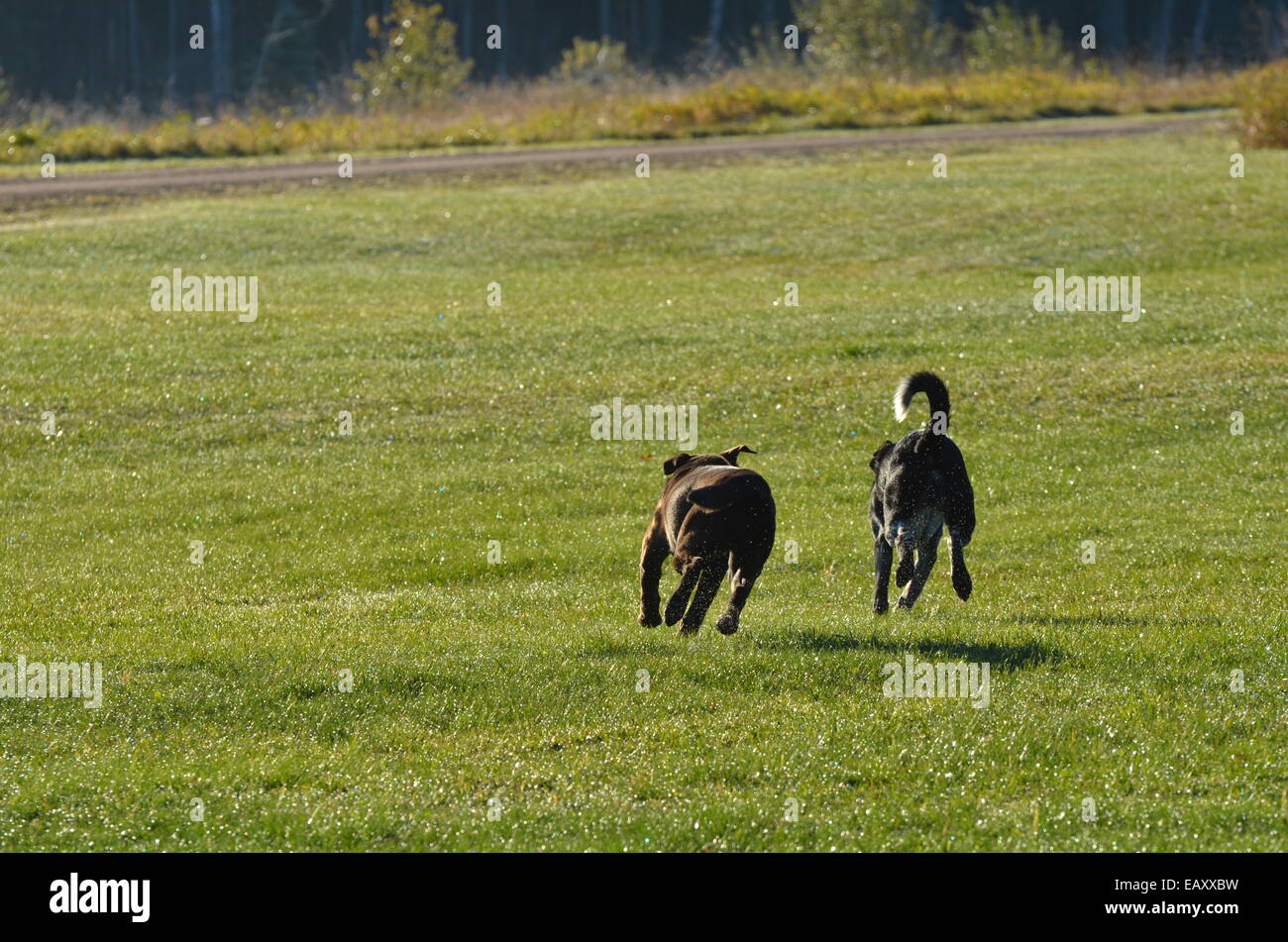 Two dogs running hi-res stock photography and images - Alamy
