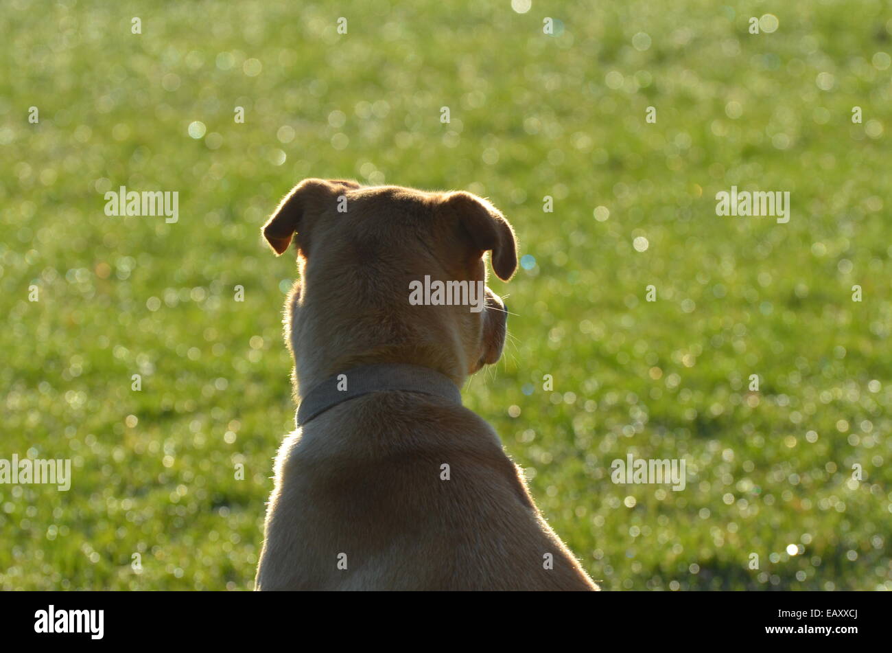 Lab head hi-res stock photography and images - Alamy