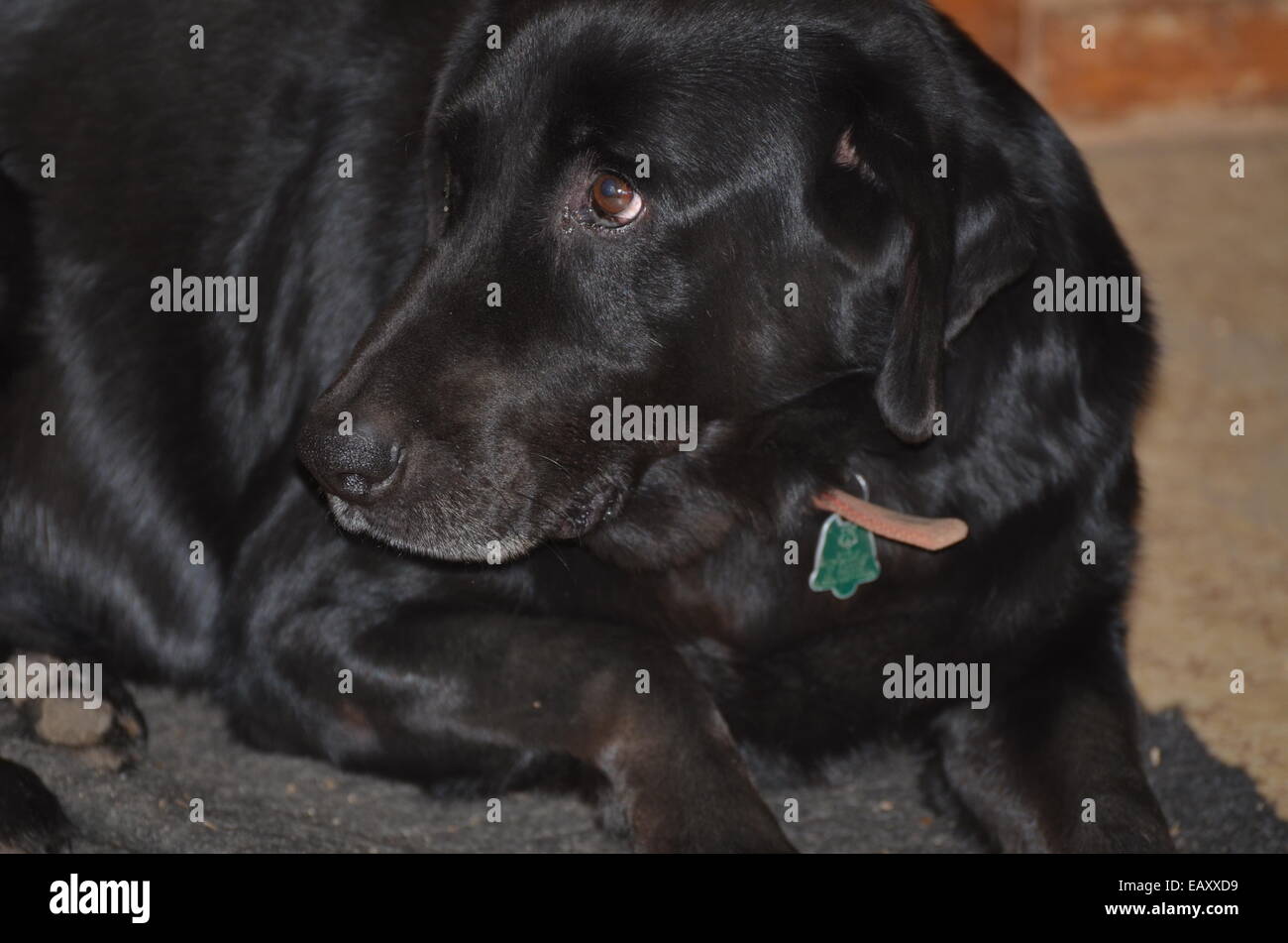 Black lab nose hi-res stock photography and images - Alamy