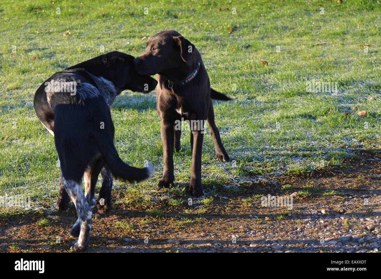 two dogs sniffing Stock Photo - Alamy