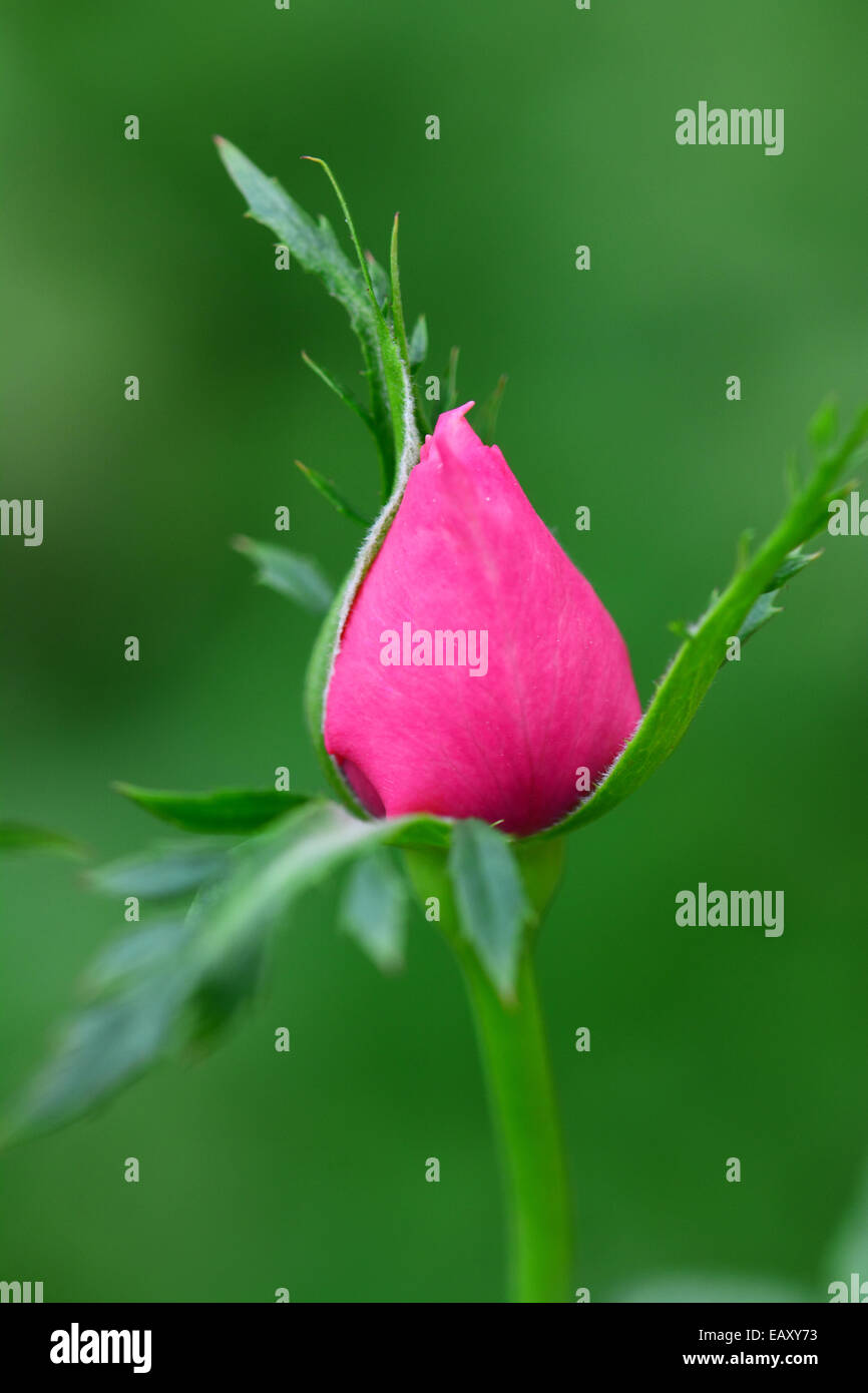 Pink rosebud in close up Stock Photo - Alamy