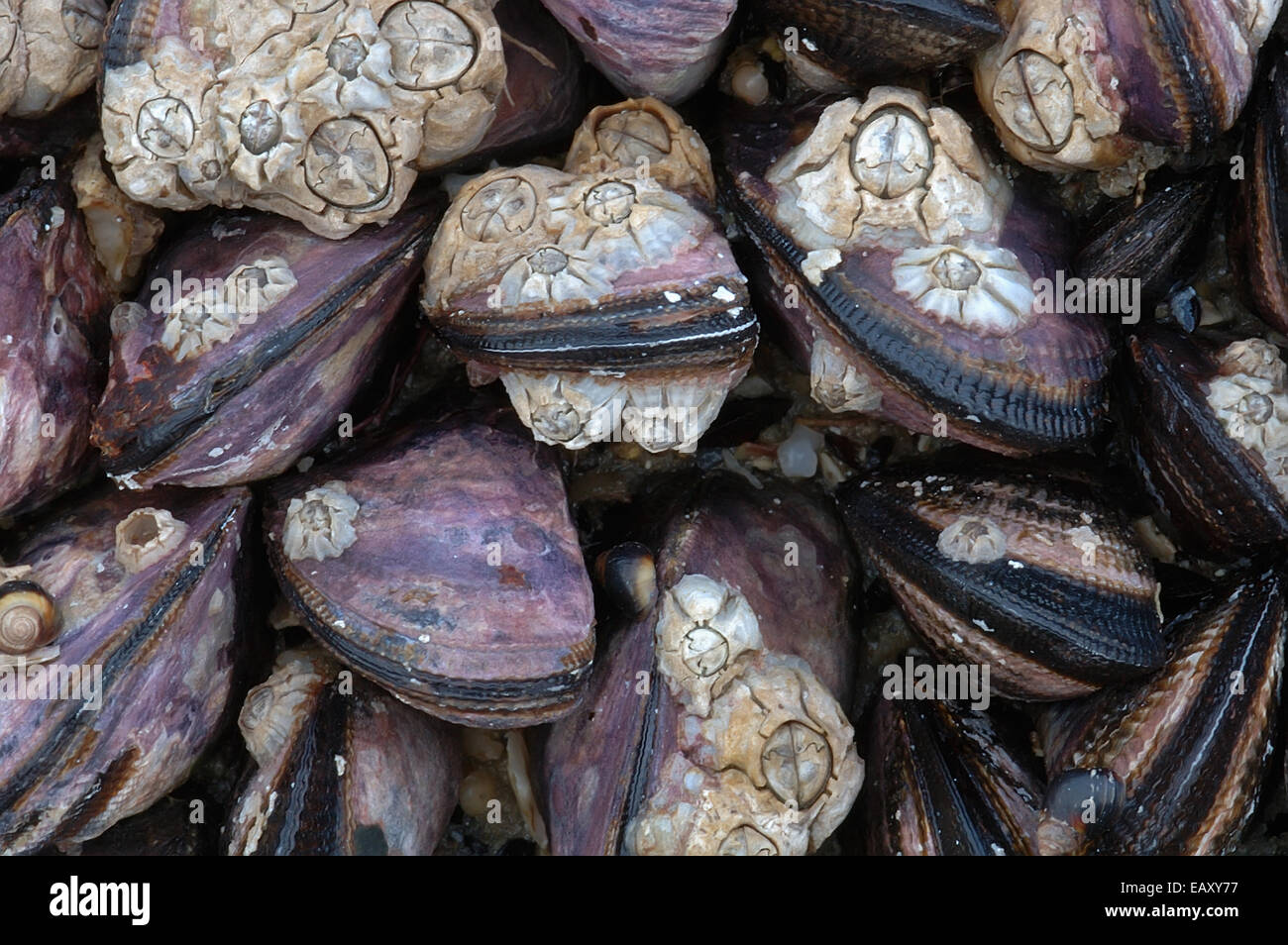 Cluster Of Shells Muscles