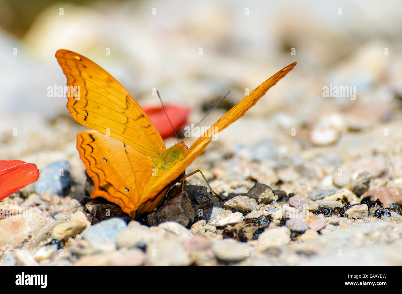 Cruiser butterfly (Vindula dejone) with orange from the family ...