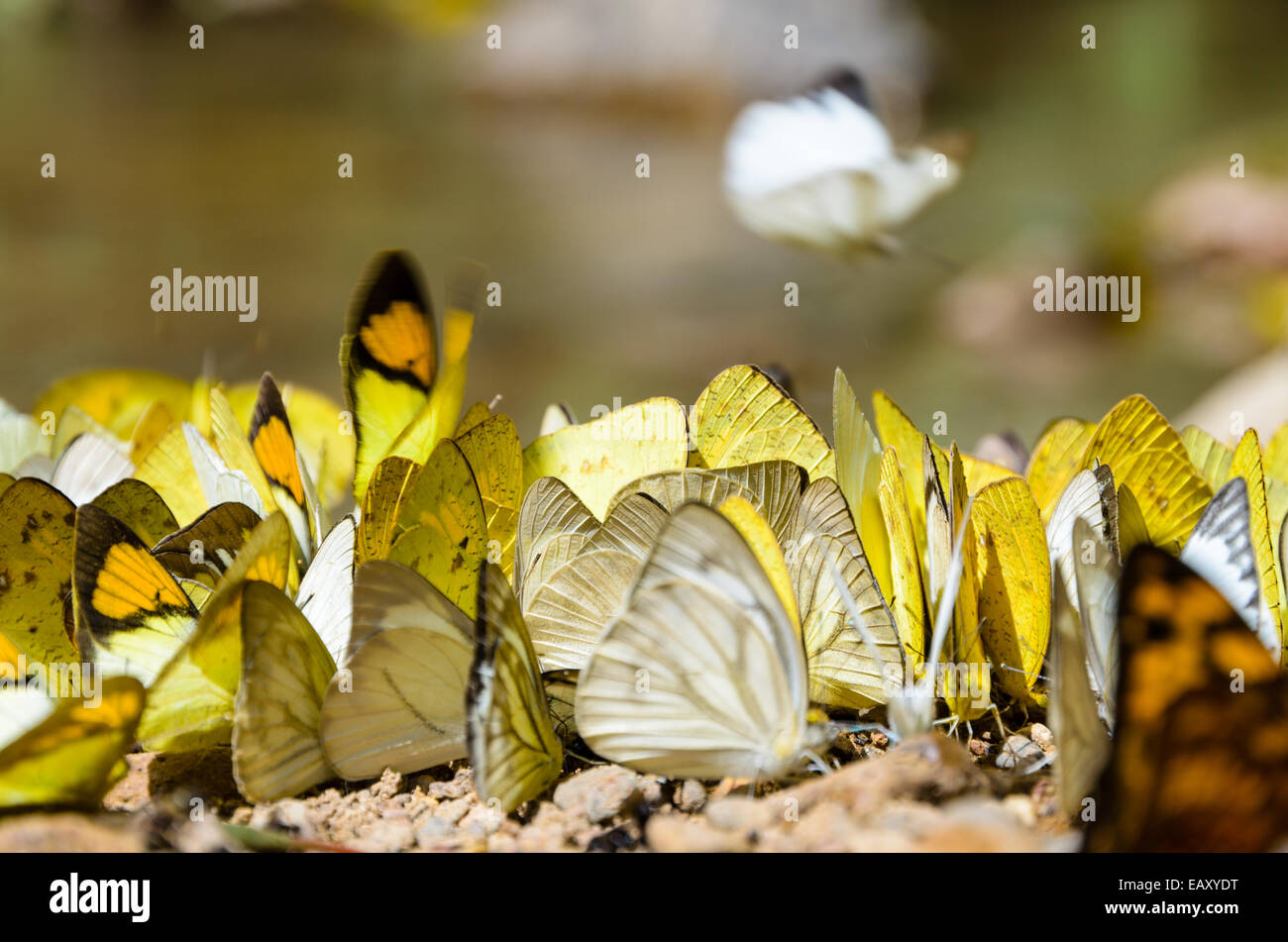Large yellow butterfly hi-res stock photography and images - Alamy