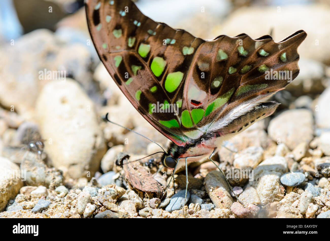 Graphium agamemnon papilionidae butterfly hi-res stock photography and ...