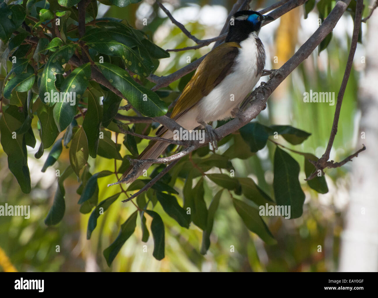 Banana bird hi-res stock photography and images - Alamy