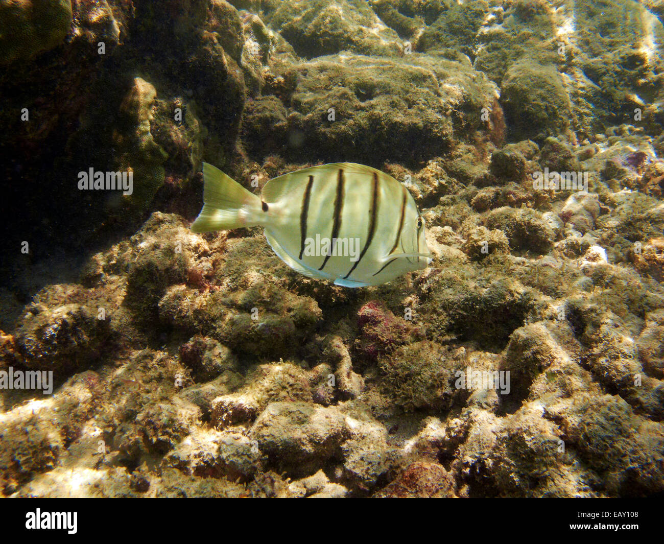 Convict Tang (Acanthurus triostegus), Hanauma Bay Nature Preserve, Oahu ...