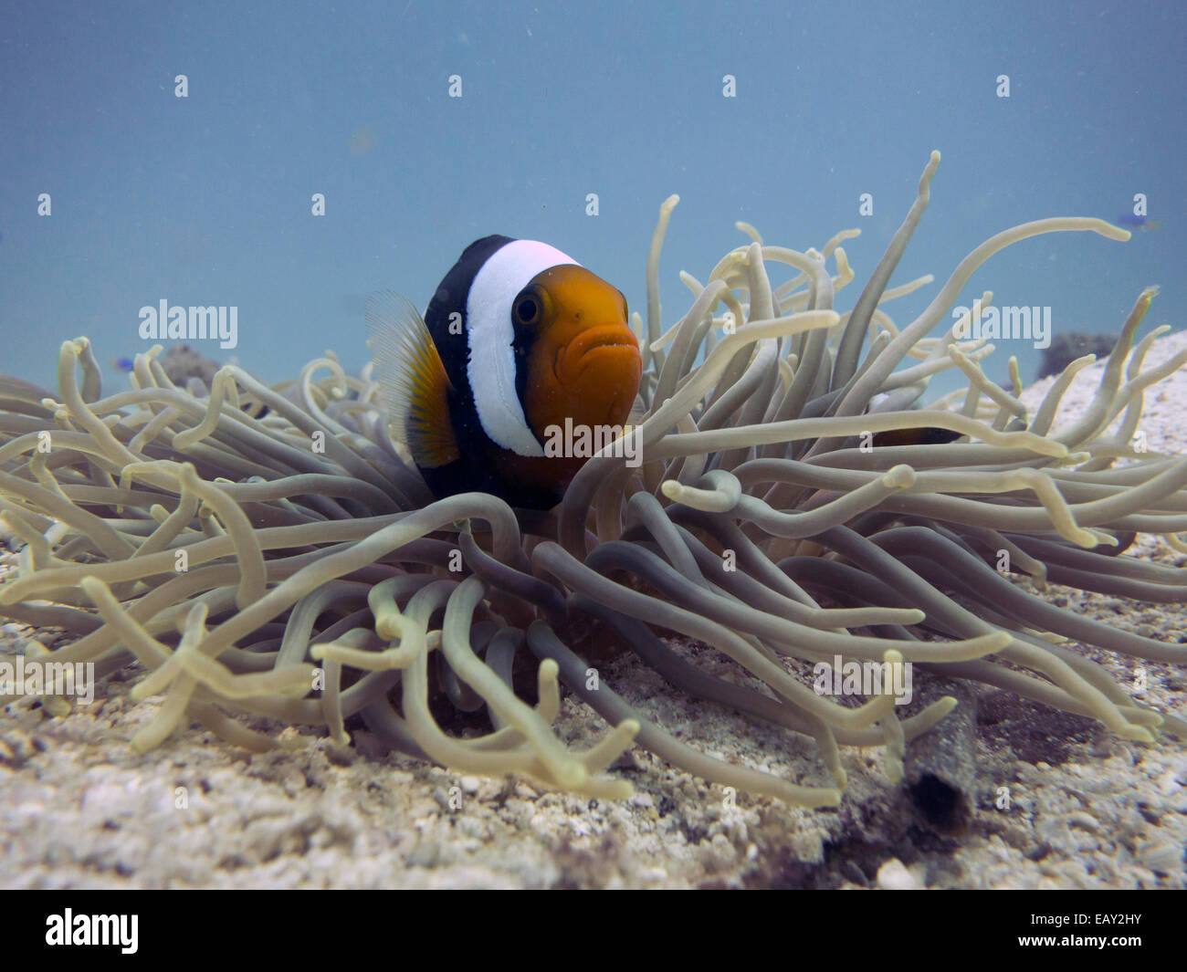 Anemonefish, Amphiprioninae, Clownfish, Nemo, sea anemone, Koh Tao ...