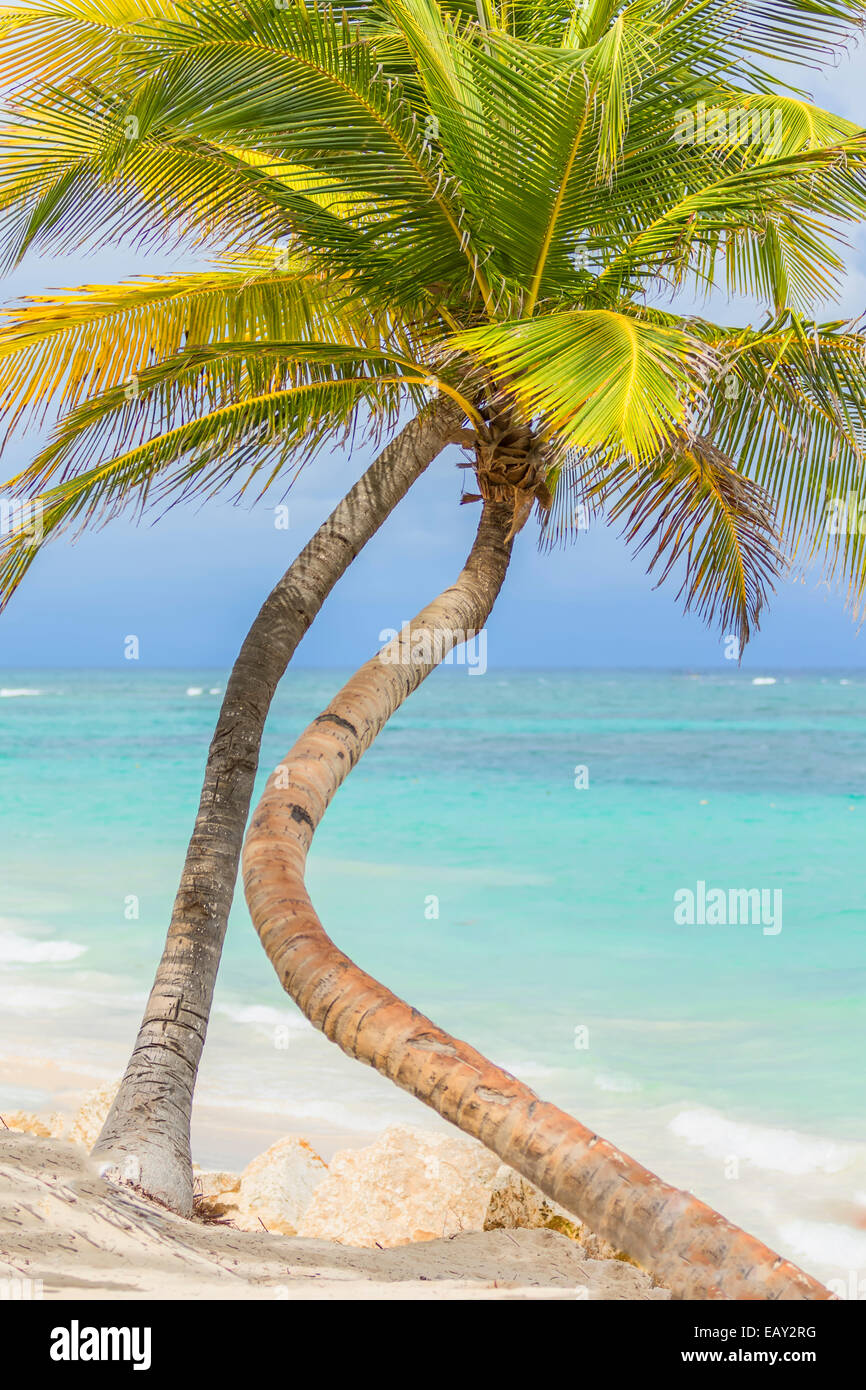 Palm trees on the tropical Caribbean beach Stock Photo - Alamy