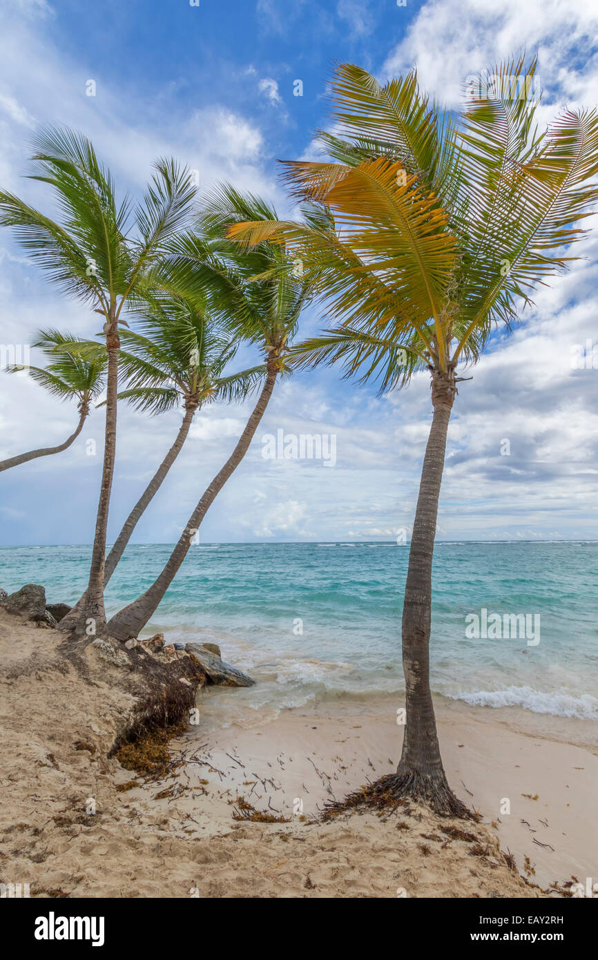 Palm trees on the tropical Caribbean beach Stock Photo - Alamy