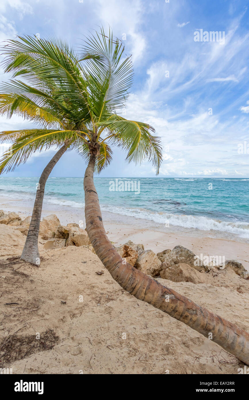 Palm trees on the tropical Caribbean beach Stock Photo - Alamy
