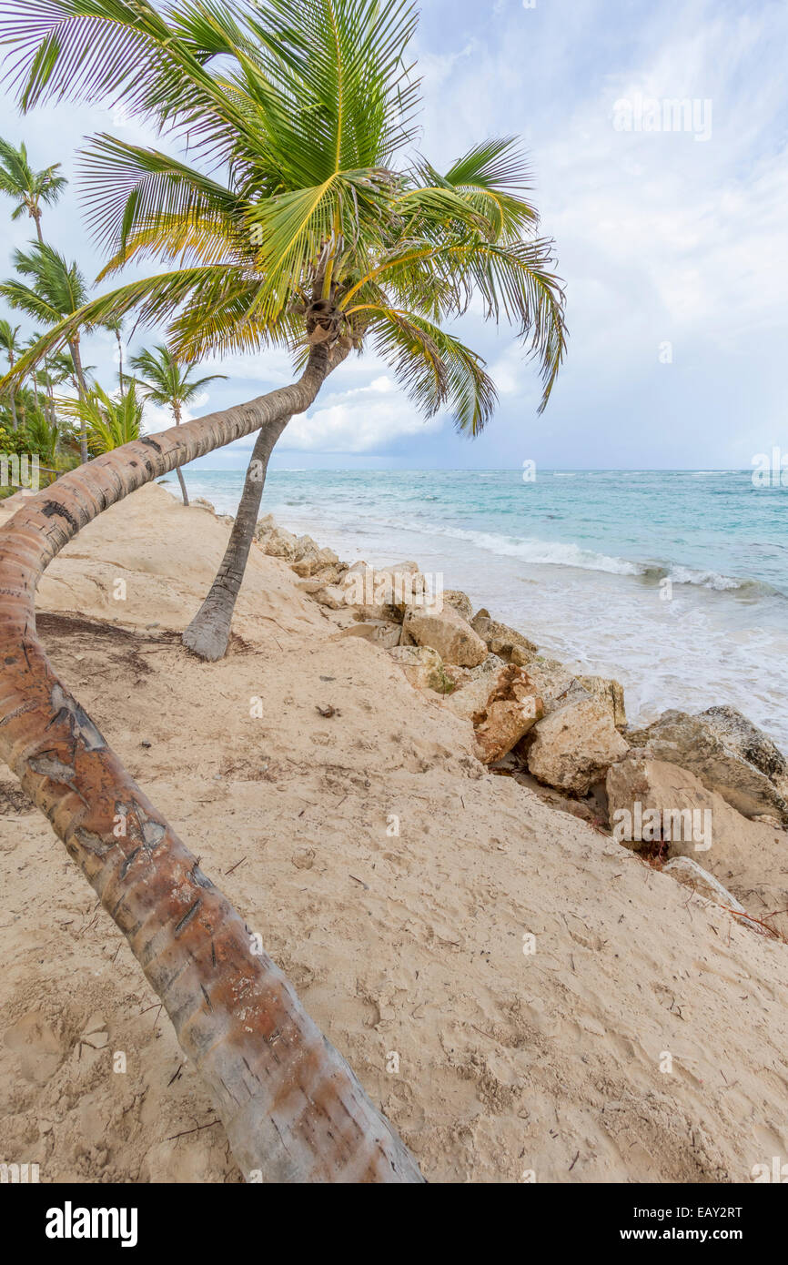 Palm trees on the tropical Caribbean beach Stock Photo - Alamy