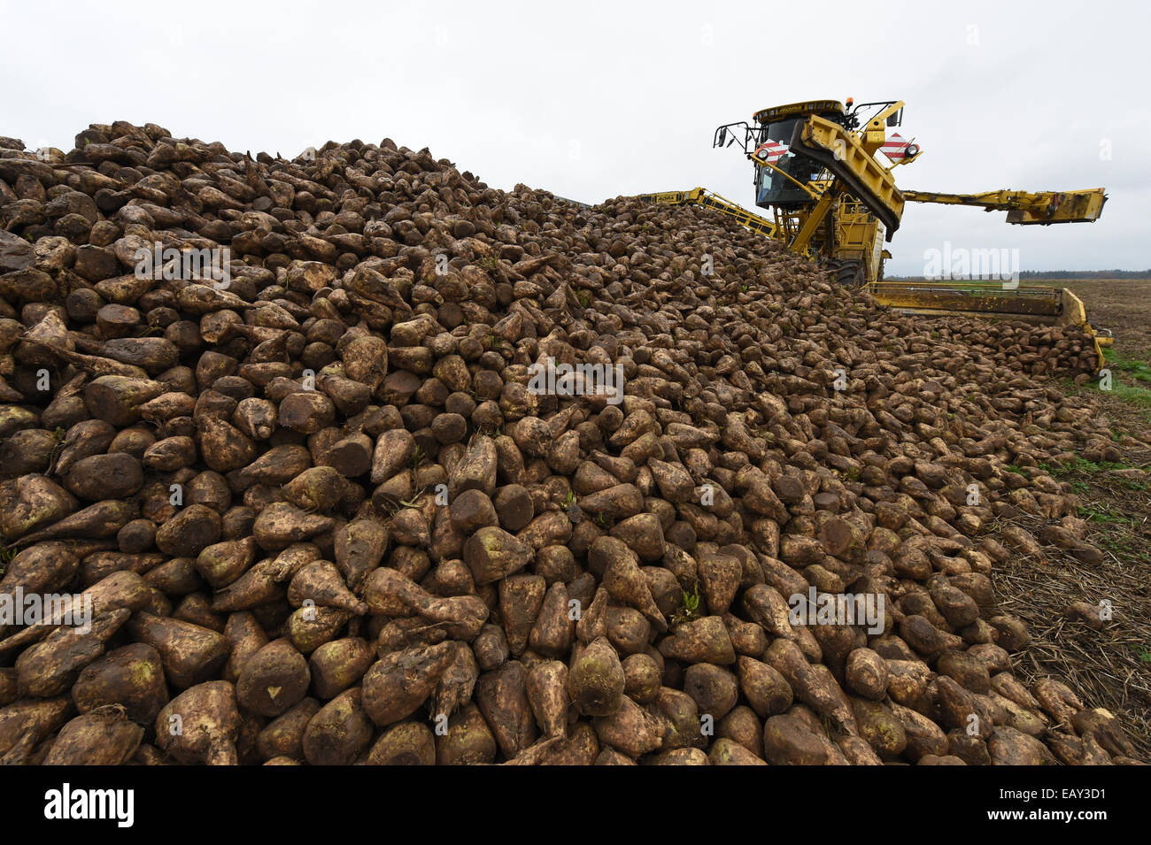 Ornum, Germany. 18th Nov, 2014. A harvester "Maus" collects sugarbeets ...
