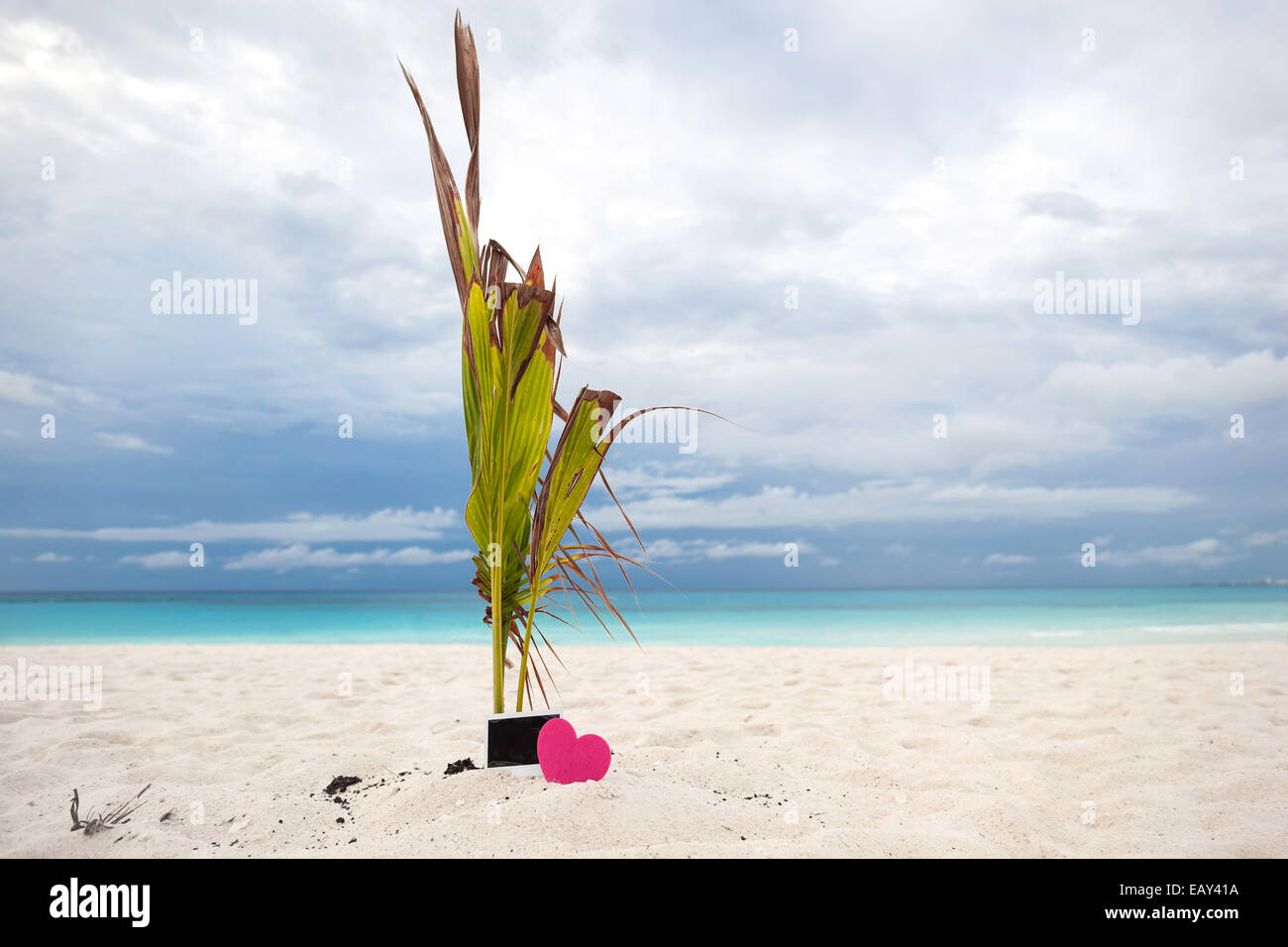 Empty photo card with heart on sandy beach near young palm tree. Memory ...