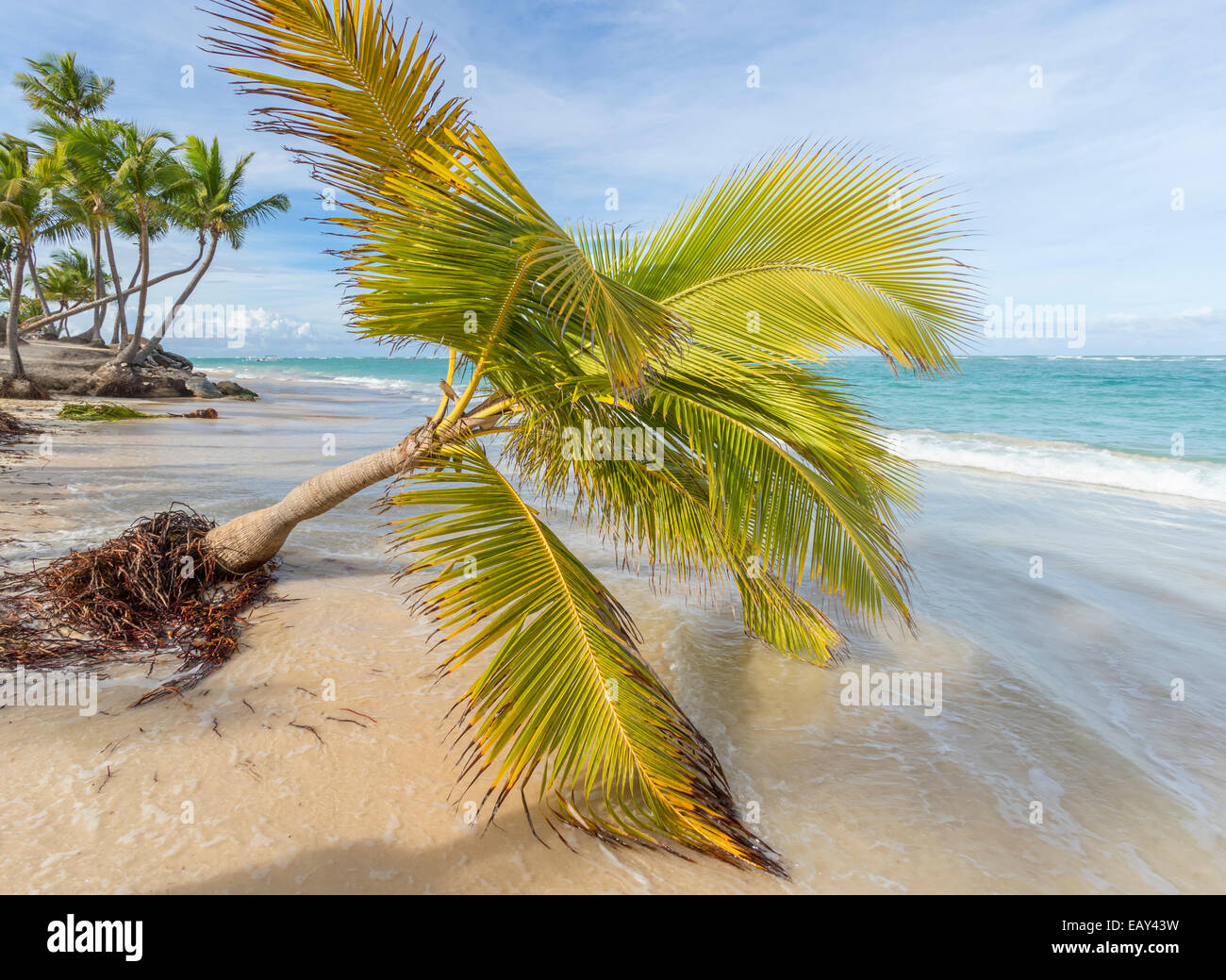 Palm trees on the tropical Caribbean beach Stock Photo - Alamy