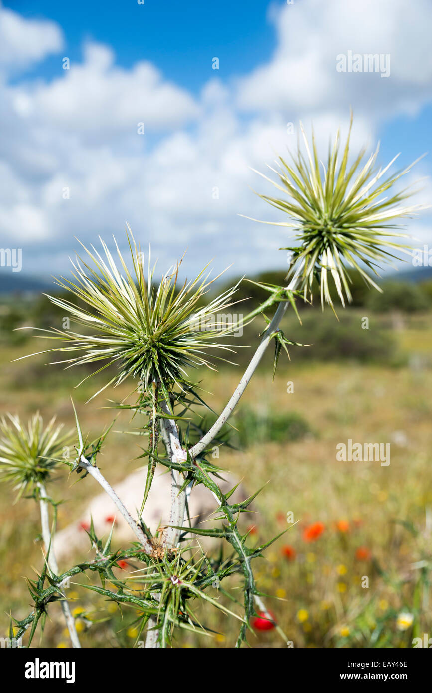 Charaki, Rhodes, Greece, Europe Stock Photo - Alamy