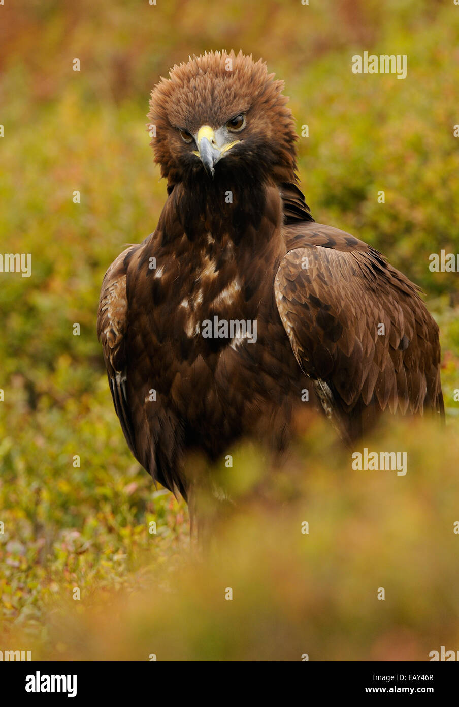 Golden Eagle, in the middle of autumn colored vegetation showing off ...