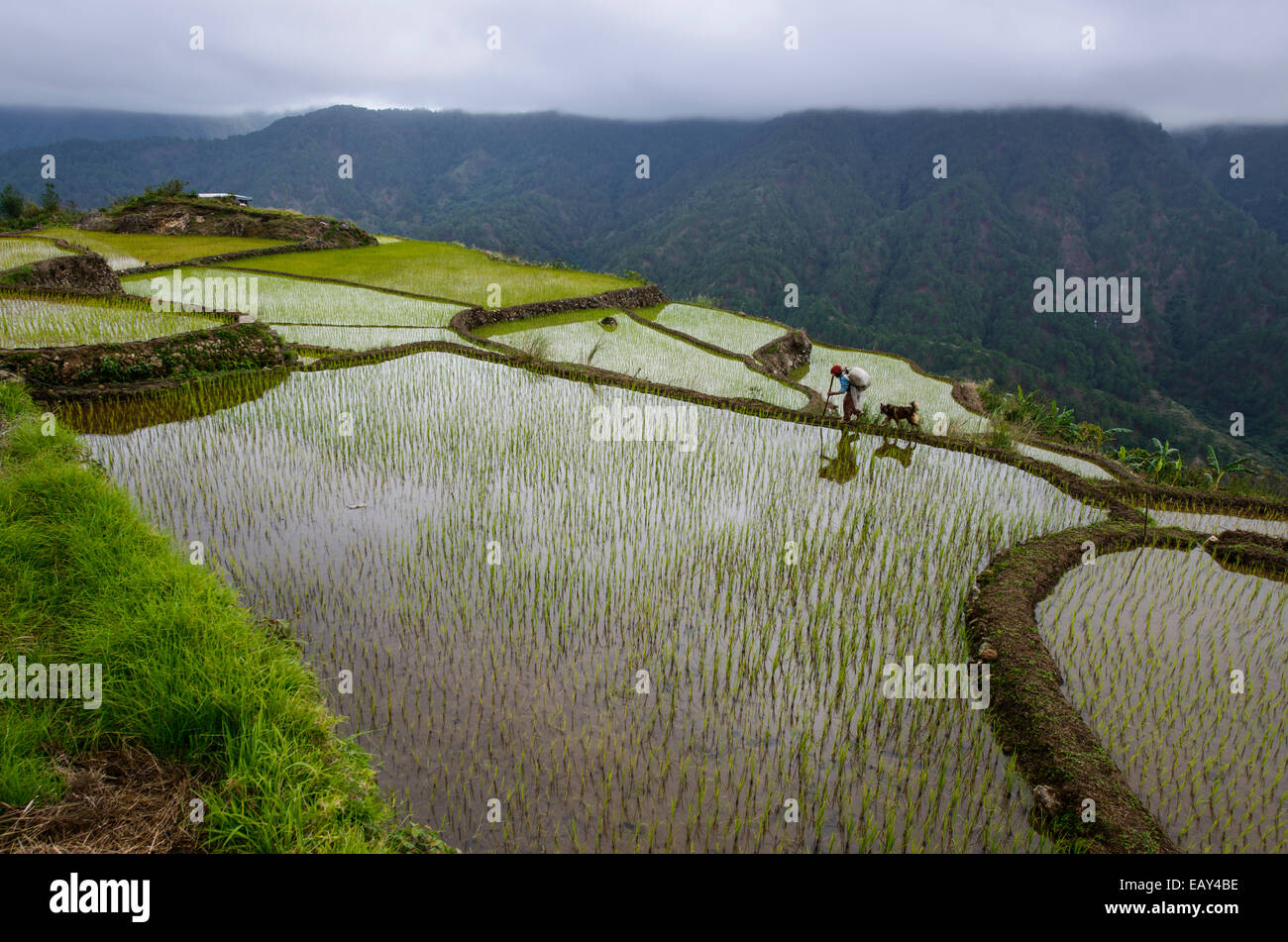 Rice terraces central cordillera luzon hi-res stock photography and ...