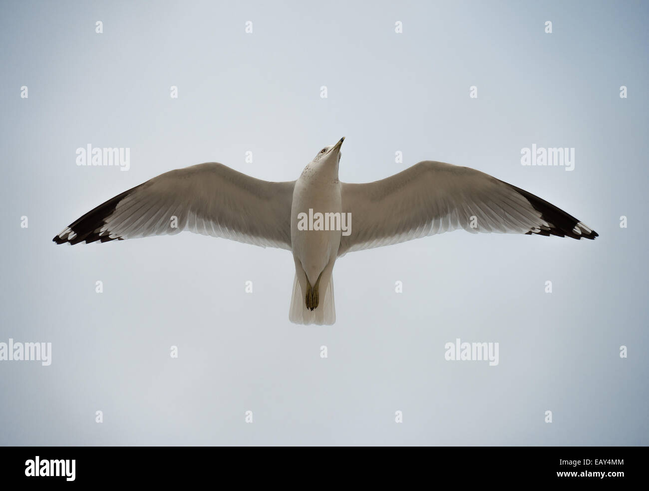 Flying bird from above hi-res stock photography and images - Alamy