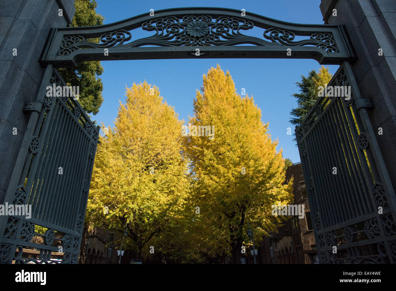 Tokyo University Red Gate High Resolution Stock Photography and Images ...