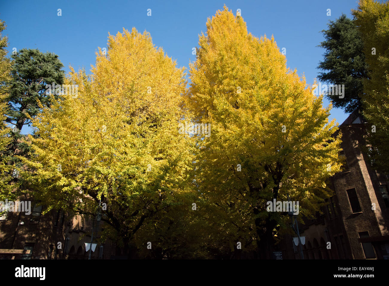 University of Tokyo,Bunkyo-ku,Tokyo,Japan Stock Photo - Alamy