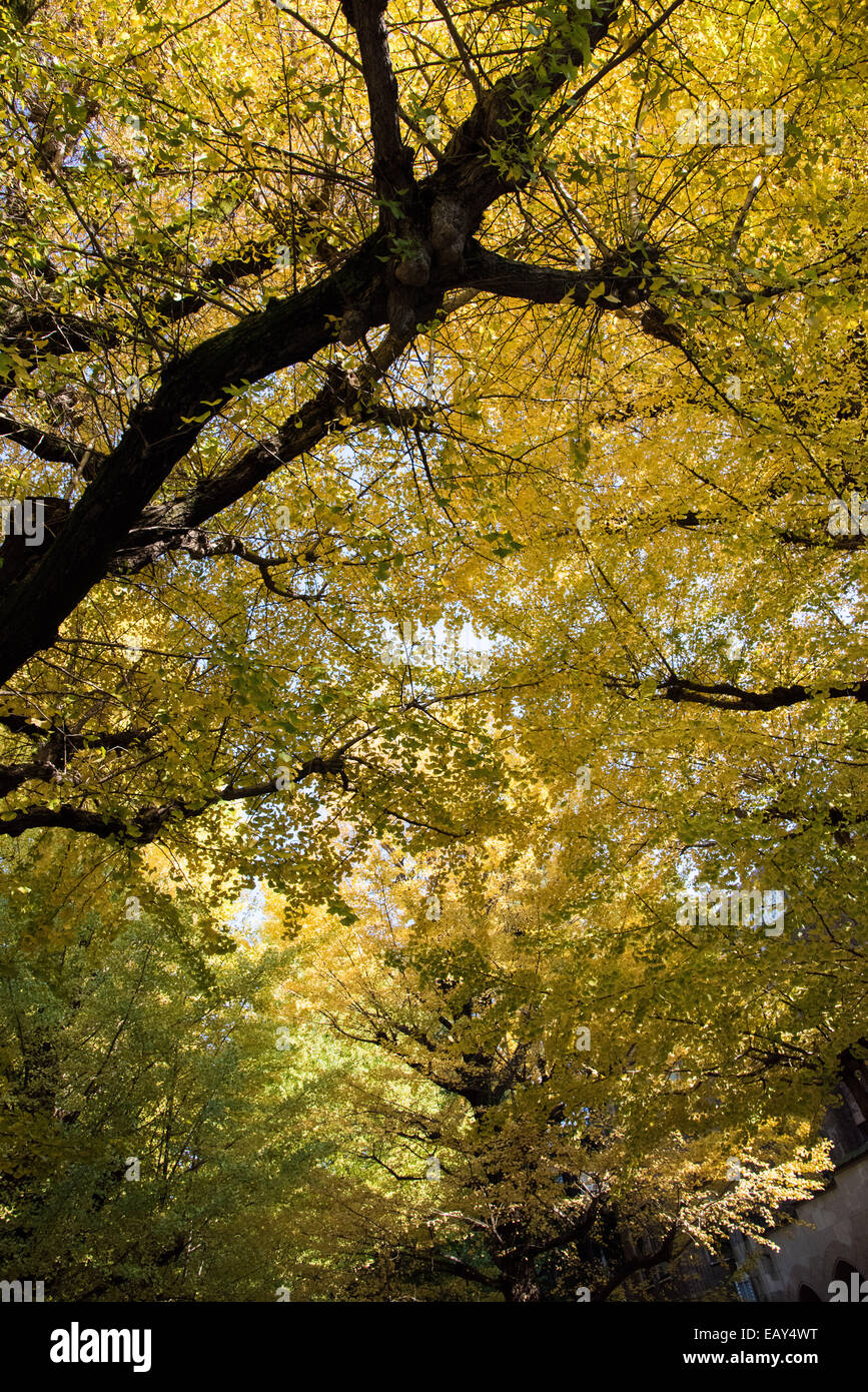 Tokyo university students hi-res stock photography and images - Alamy