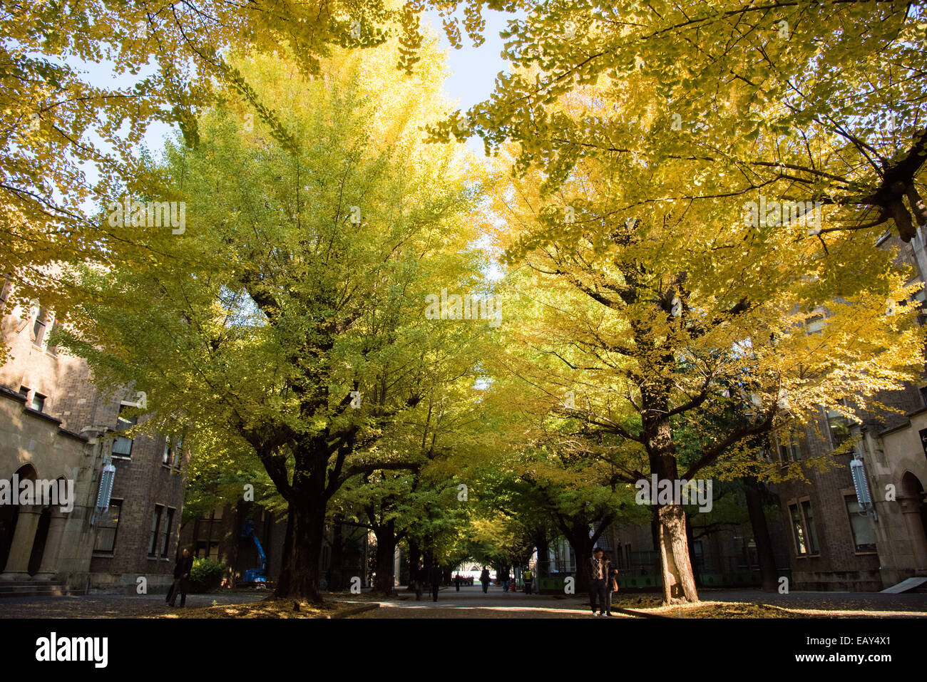 University of Tokyo,Bunkyo-ku,Tokyo,Japan Stock Photo - Alamy