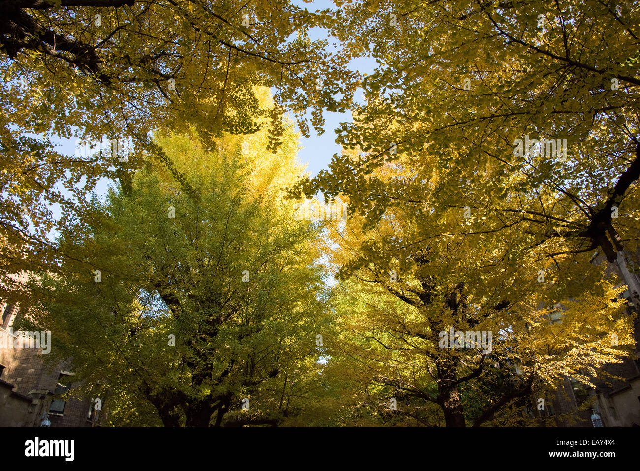 University of Tokyo,Bunkyo-ku,Tokyo,Japan Stock Photo - Alamy
