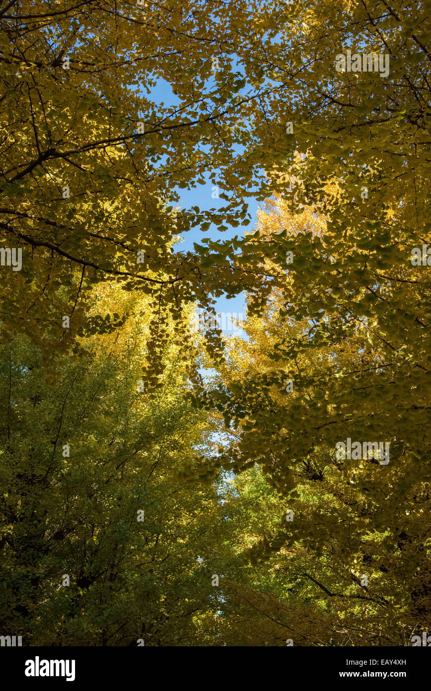 University of Tokyo,Bunkyo-ku,Tokyo,Japan Stock Photo - Alamy