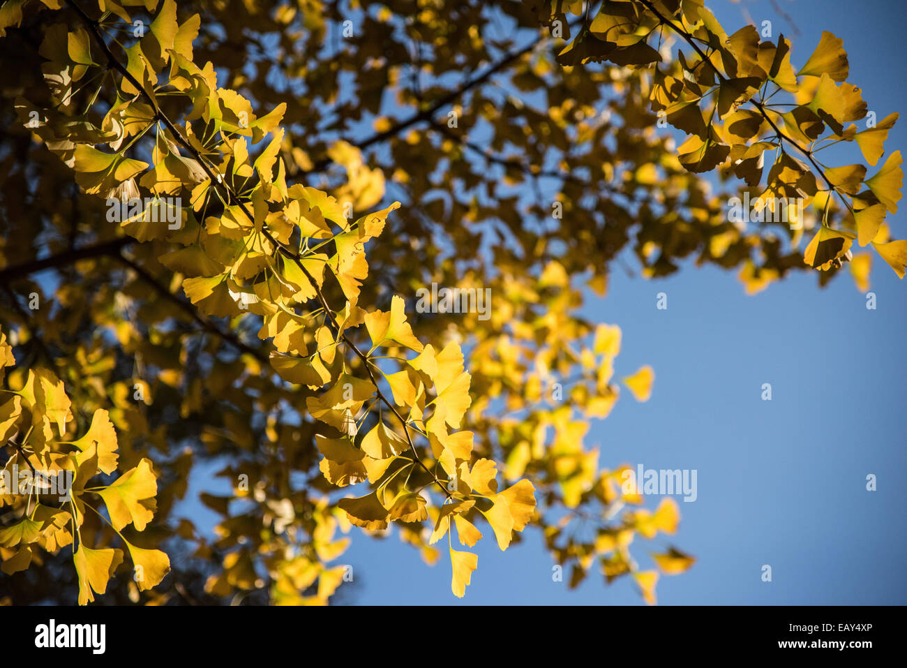 University of Tokyo,Bunkyo-ku,Tokyo,Japan Stock Photo - Alamy