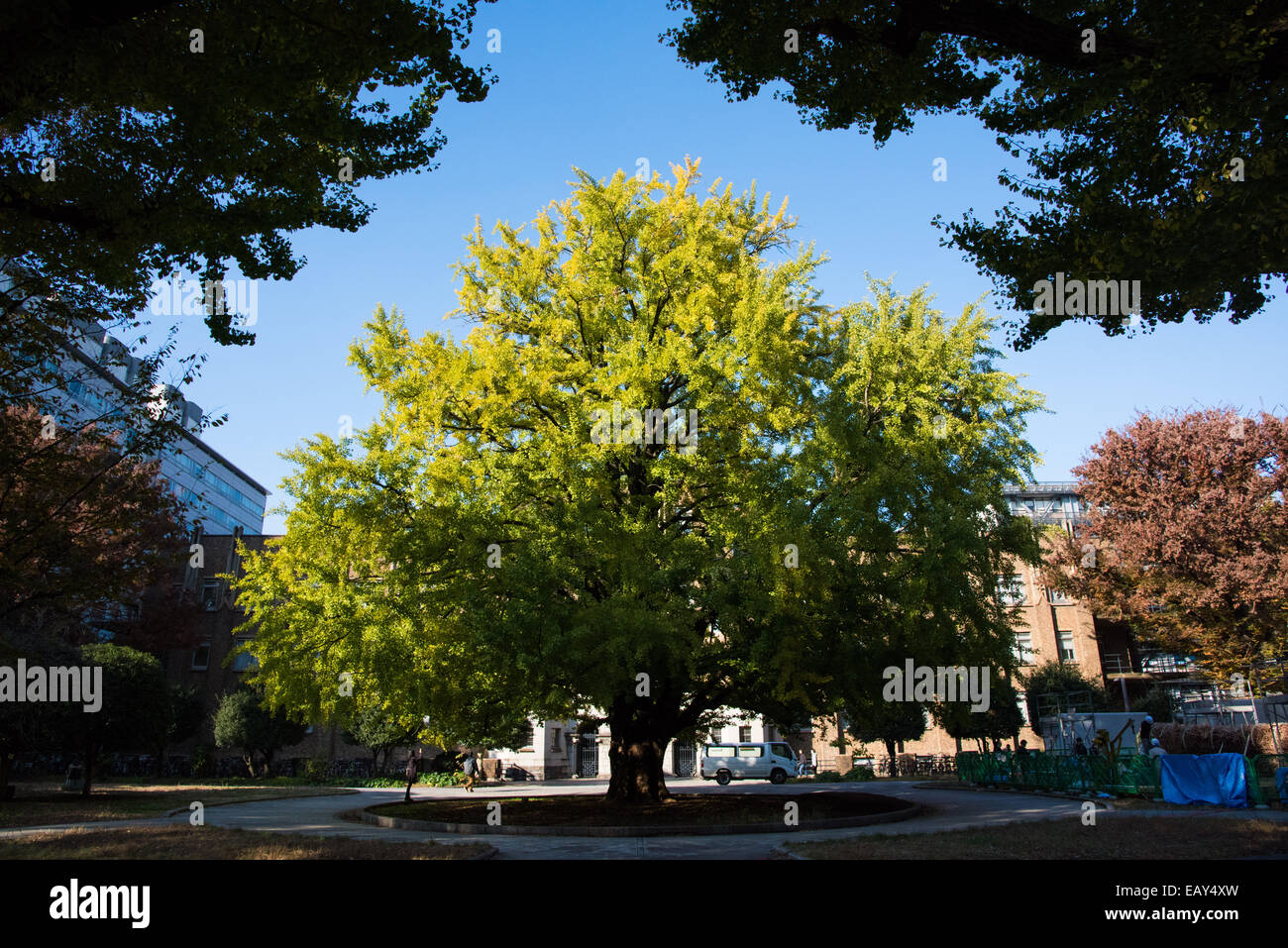 University of Tokyo,Bunkyo-ku,Tokyo,Japan Stock Photo - Alamy