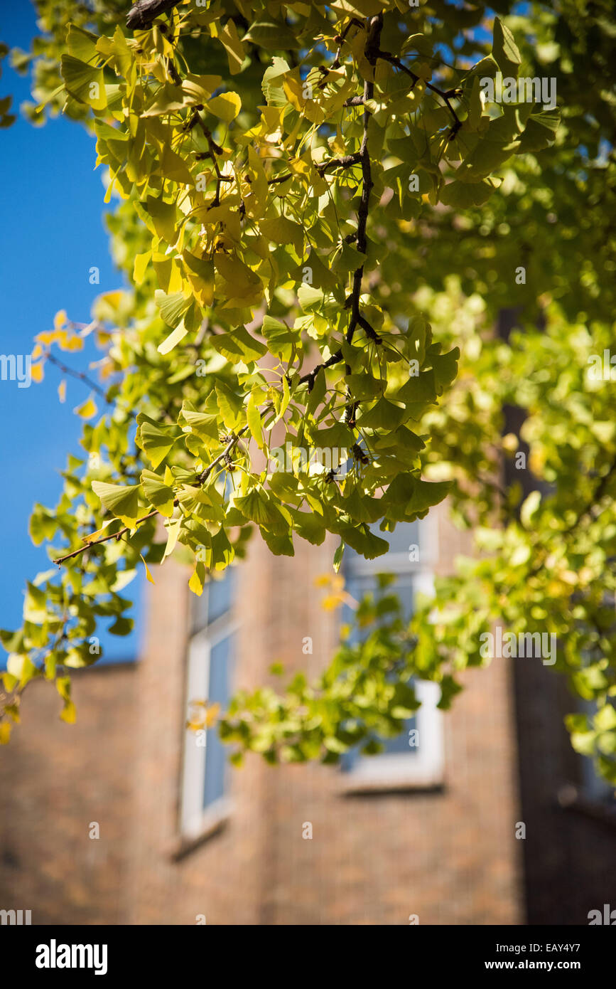University of Tokyo,Bunkyo-ku,Tokyo,Japan Stock Photo - Alamy