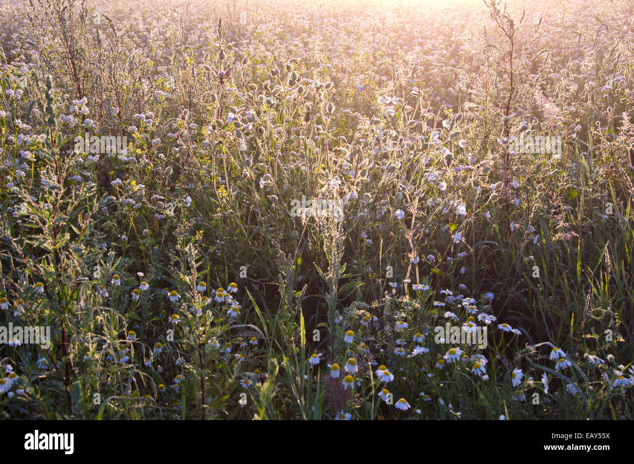summer end dewy morning grass blur background Stock Photo - Alamy