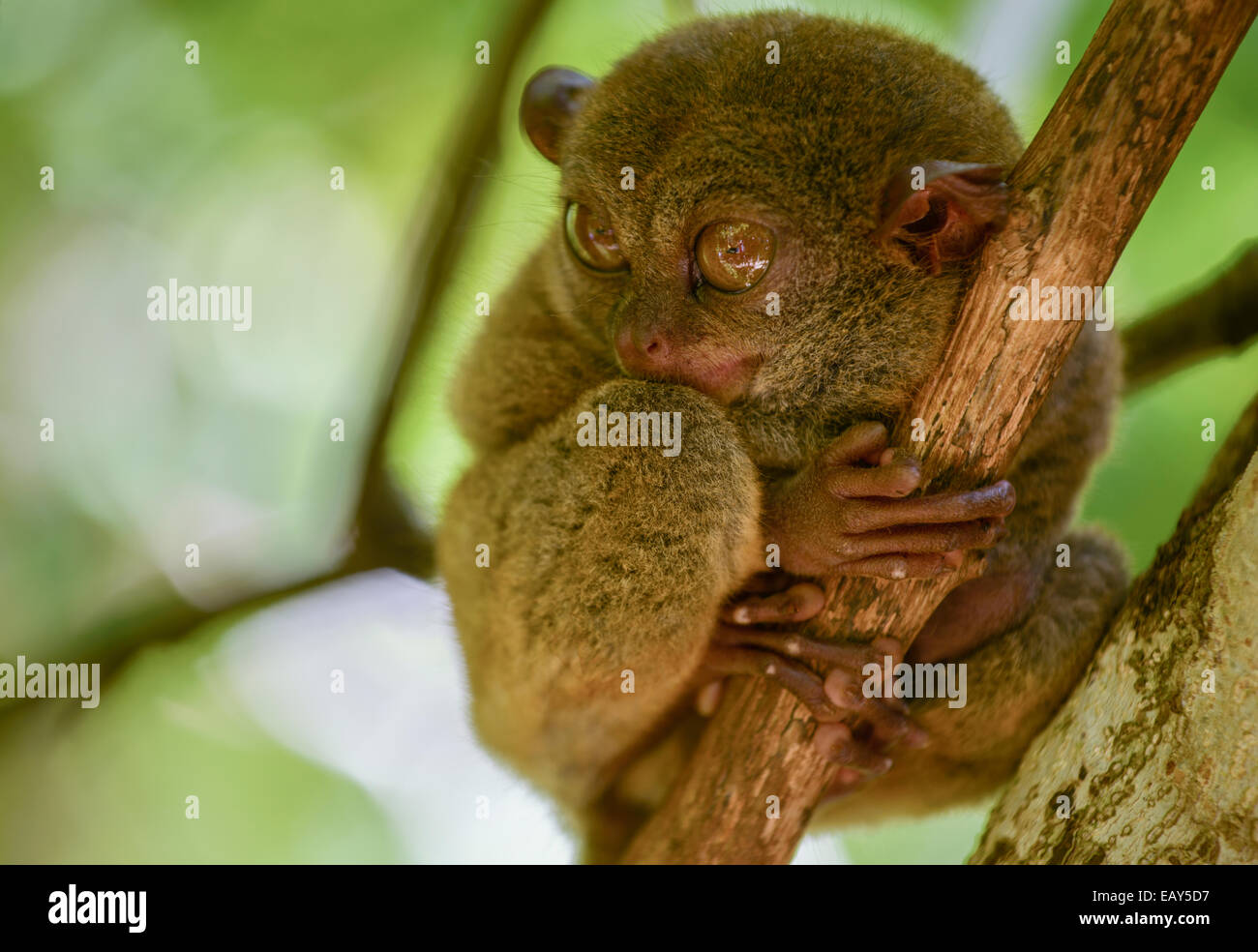 Tarsier, Philippines Stock Photo - Alamy