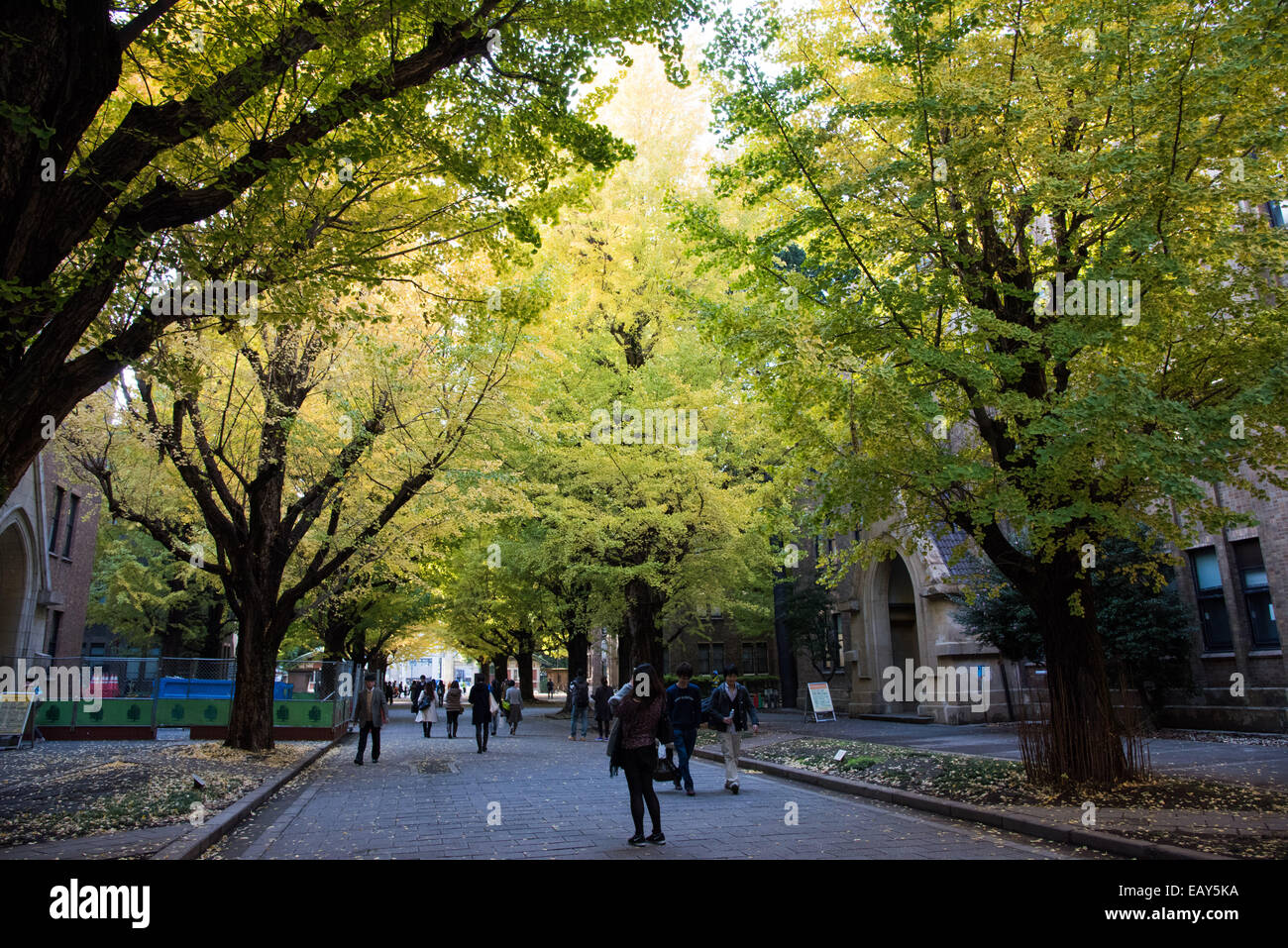 University of Tokyo,Bunkyo-ku,Tokyo,Japan Stock Photo - Alamy