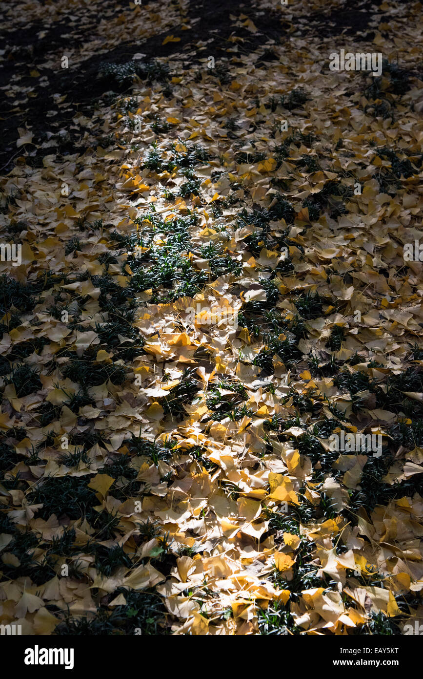 University of Tokyo,Bunkyo-ku,Tokyo,Japan Stock Photo - Alamy