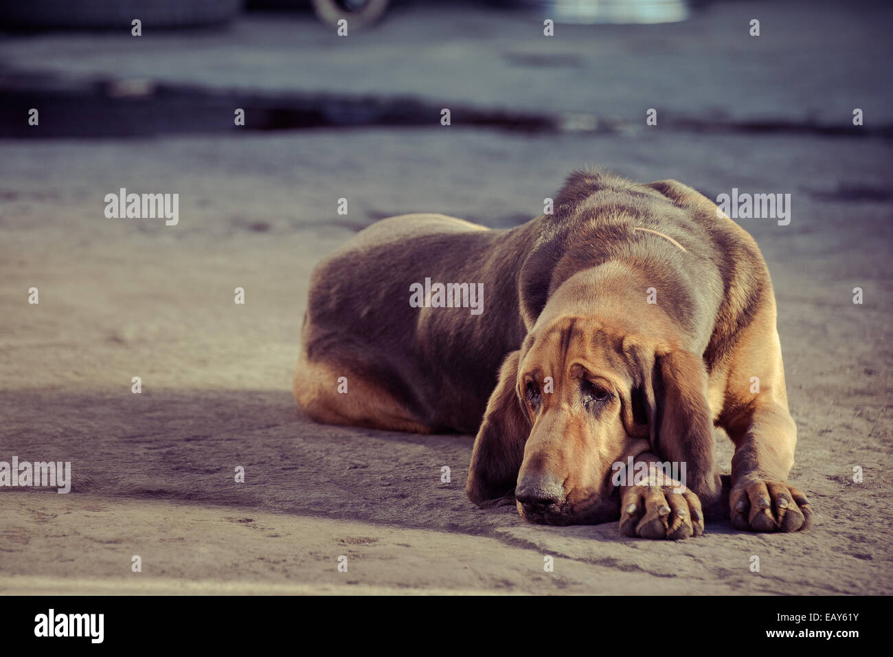Sad and lonely dog Stock Photo - Alamy