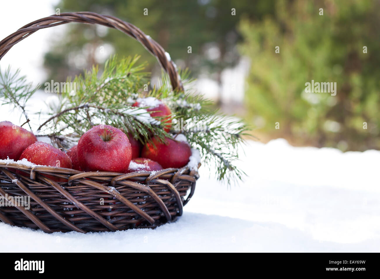 Fir tree fruit hi-res stock photography and images - Alamy