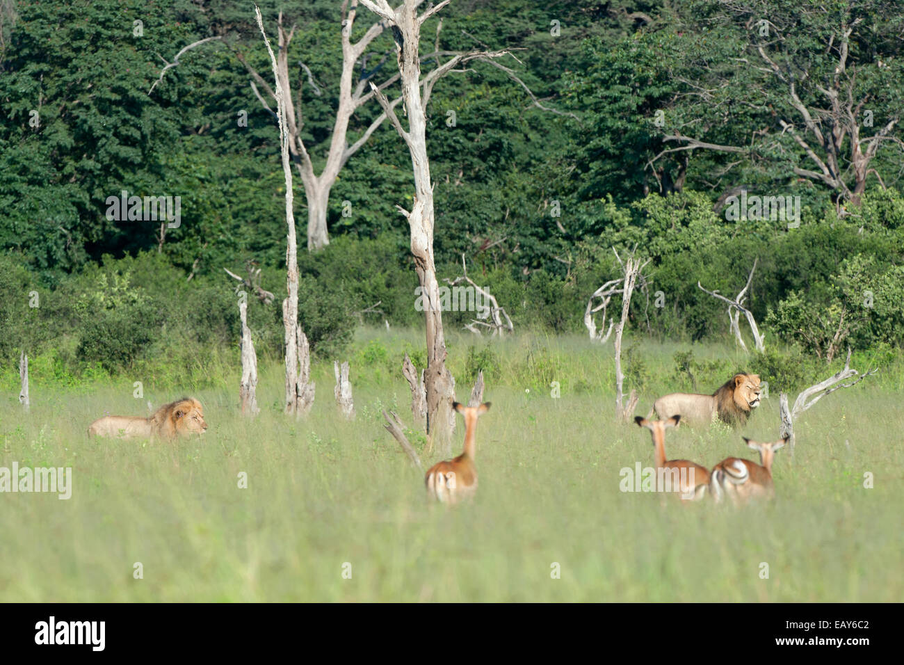 Lion impala hi-res stock photography and images - Alamy